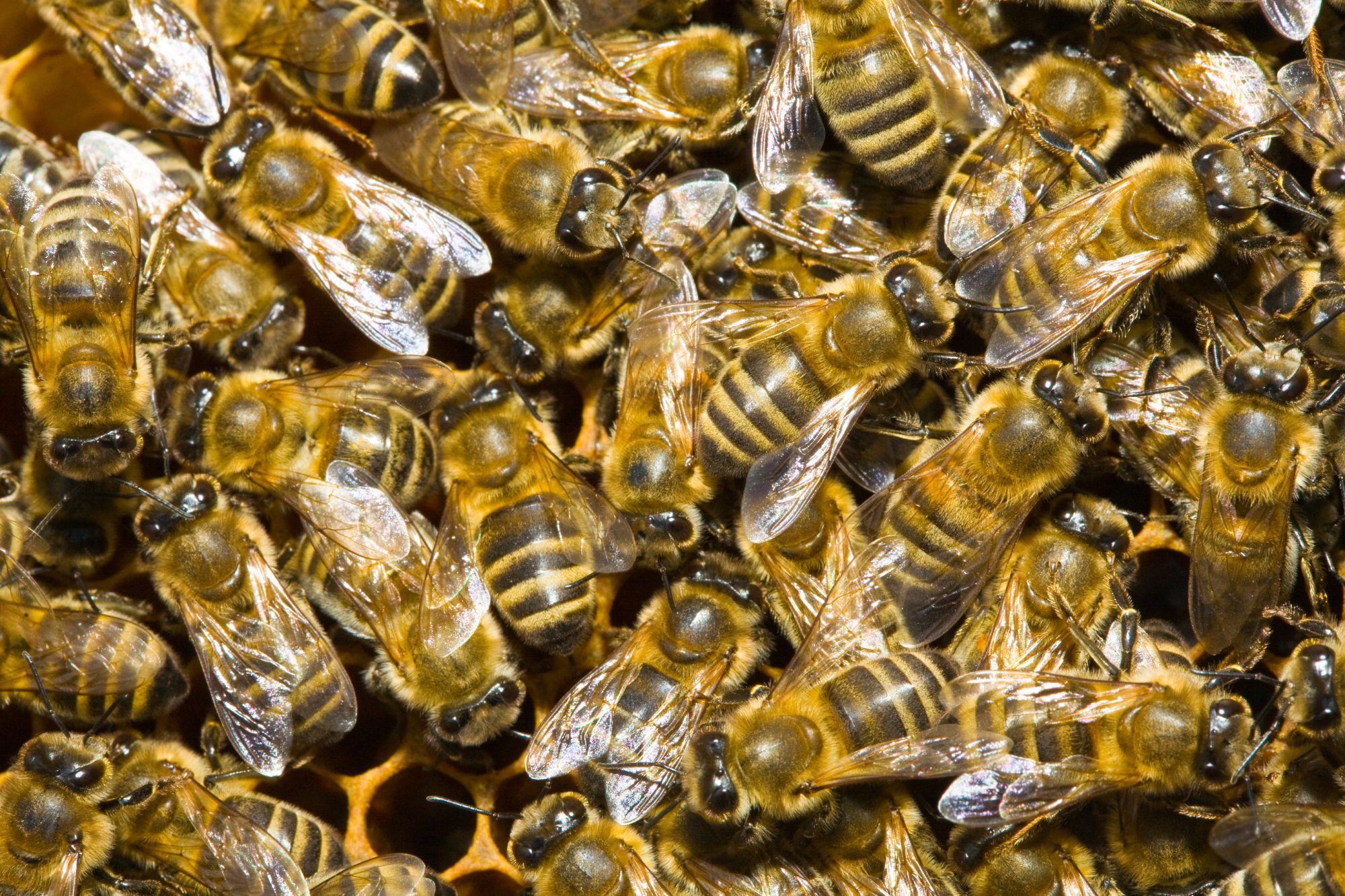 Domestic Pest controling Salisbury | Domestic Pest control in Wiltshire ...