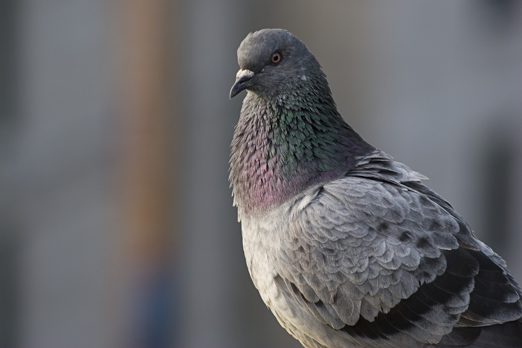 Contact us Magna Pest Servicesn in Salisbury | Wiltshire